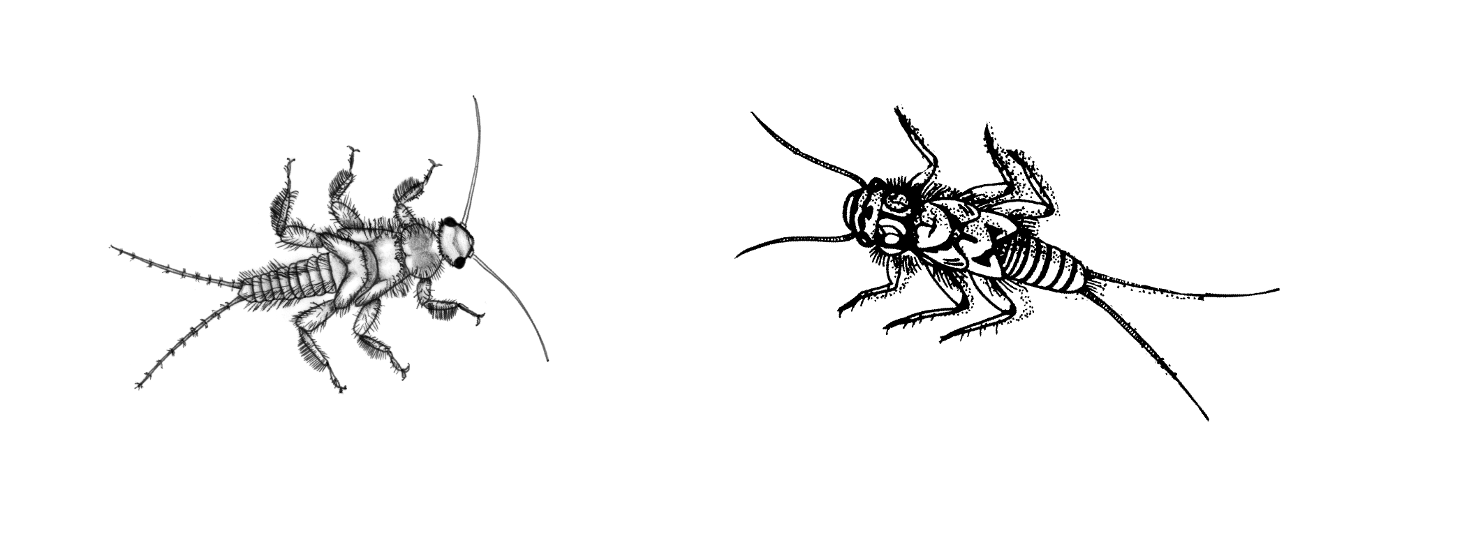 First Insects ~380 MYA