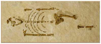 Homo Sapiens (modern humans) appear in East Africa 400,000 - 100,000 BC.