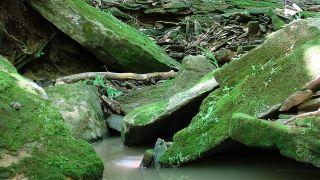 The first land plants appeared 470 million years ago.