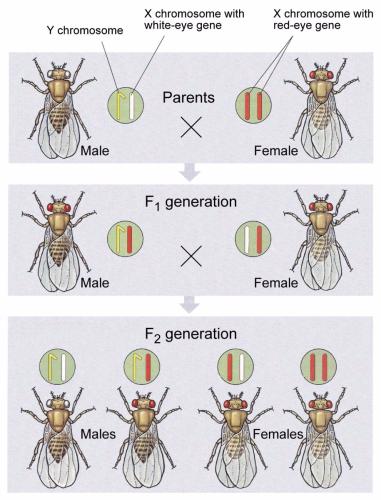 1911 Thomas Morgan Fruit Fly Genetics