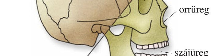 Anikó Urbánné Revák