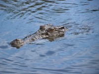 Crocidiles in the Gilo River