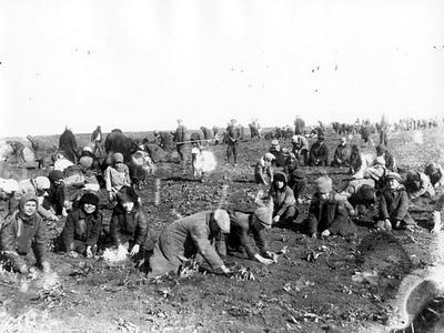 Peasants working in the farm after Stalin's demands.