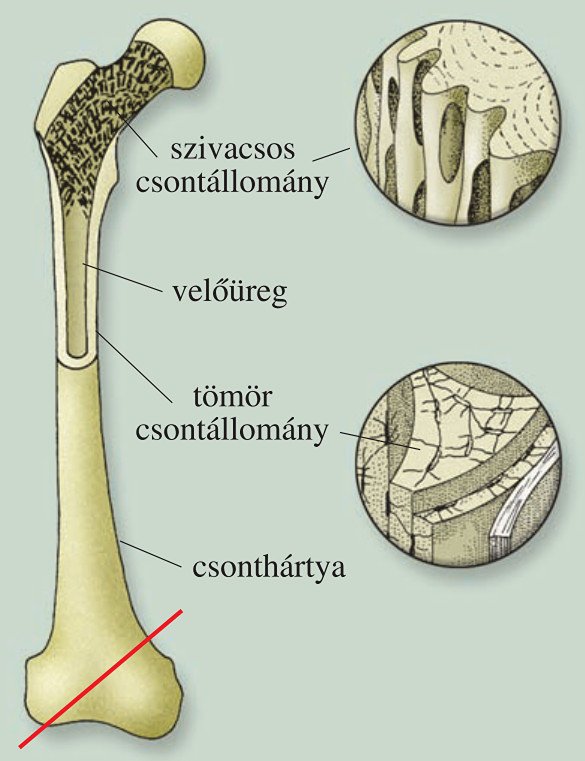 CSÖVES ÉS LAPOS CSONTOK