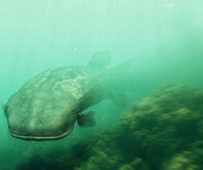 542 m.a. Explosión Cámbrica