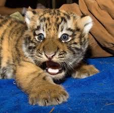Tiger cub's first time experiencing IMAX