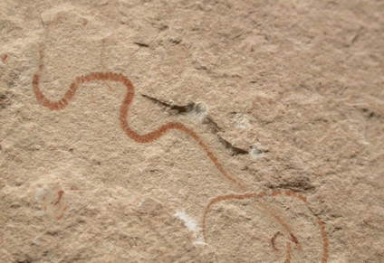 The oldest worm fossil is 530 million years old. Worms have changed ...