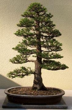 Five Main styles of Bonsai