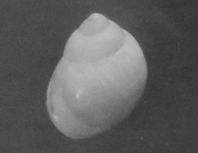 Swollen Raiatea Tree Snail