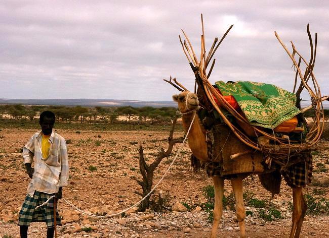 Pastoralism: The breeding and managing of migratory herds of ...