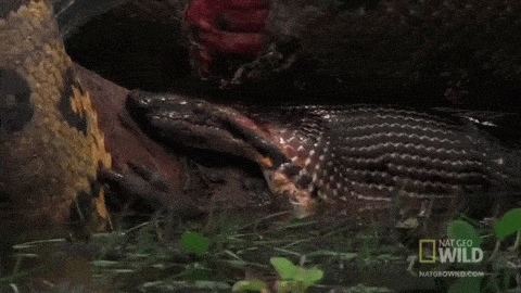 Snakes have 500 bones in their vertebrae. Grows depending on what kind ...