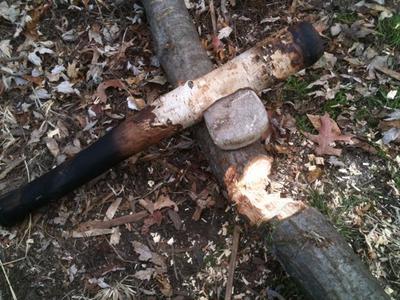 a stone axe that cut through a tree