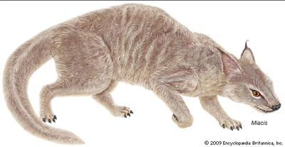 The miacid was a carnivorous animal that lived around 52 million years ...