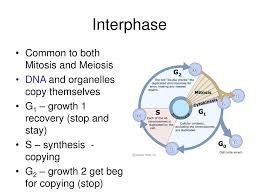 Interphase