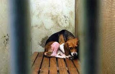 This is a dog being tested.