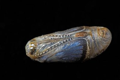 pupa