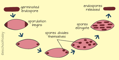 Spores
