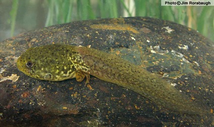 Bullfrog Tadpole