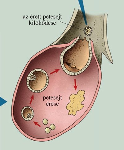 Petesejt jellemzői