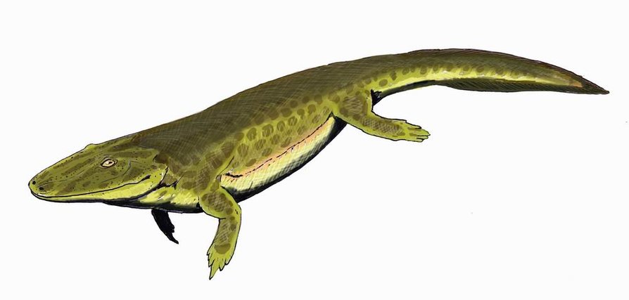 Tulerpeton (Aprox. 365 million years ago)