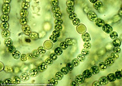 This is cyanobacteria, a one-celled algae that forms Coral Reef. This ...