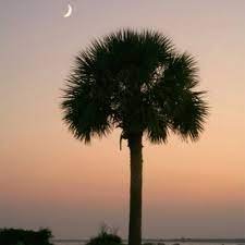 State Tree - Sabal Palmetto