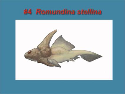Durin this time period fish still ruled like this fish the romundina ...
