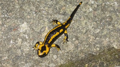 Salamanteri/ pyrstösammakko (Urodela/Caudata) kehittyi 206-144 ...
