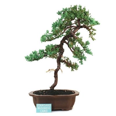 An informal upright bonsai tree has a trunk that is slightly bent.
