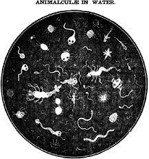 An example of Van Leewenhoek's "animalcules"