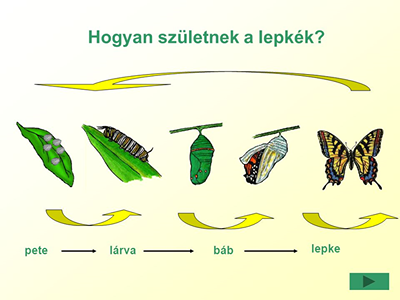 Szaporodás