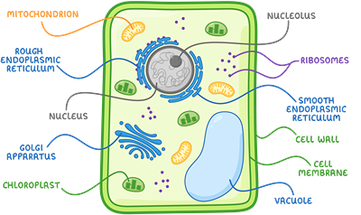 Eukaryotic Plant Cell - Each organelle (part) of the cell has a unique ...