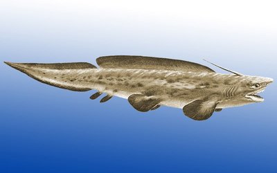 Xenacanthus