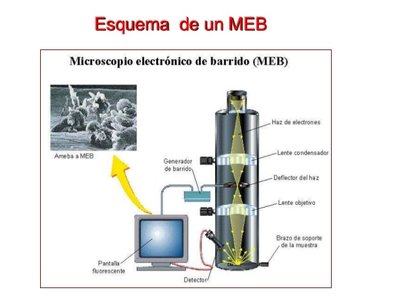 1937 Manfred Von Ardenne Inventa El Microscopio Electrónico De Barrido