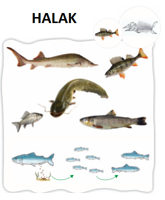 Halak