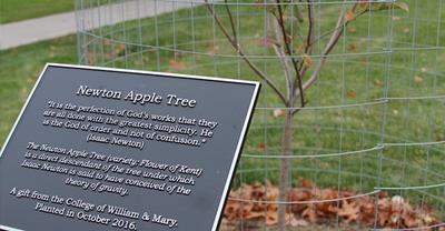 The tree Newton was sitting under when he made his discovery