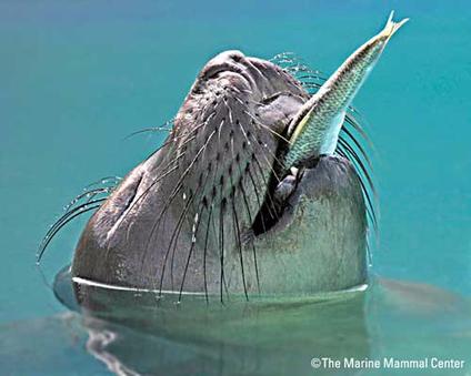 Seals eat squid, crustaceans, mollusks, and a variety of fish.