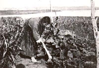 Cherokee woman growing crops