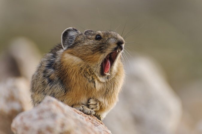 American pika in its natural habit