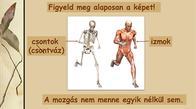 Mozgásunkat a csontok, ízületek és az izmok teszik lehetővé.