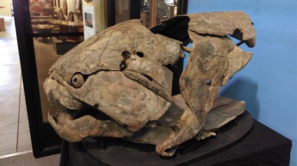 The bone structure of the head of a Dunkleosteus.