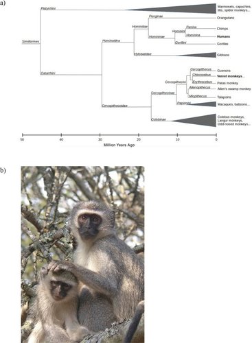 Vervet Evolution