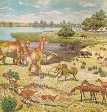 Mammals/flowering plants become abundant - 30 million years ago
