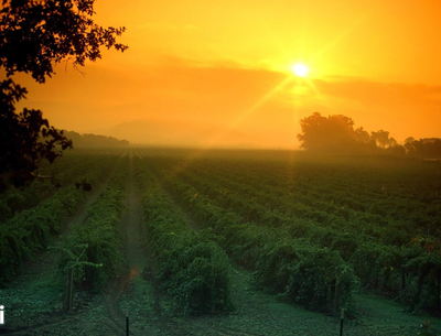 A hegység széltől védett lejtőin szőlőt termelnek. Az alacsonyabb ...