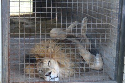 Relaxed in the homeland of its ancestors...