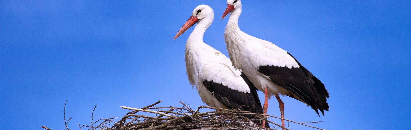 To print the story please do so via the link in the story toolbar.