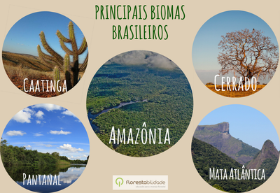 Os biomas são constituídos de formas de vida importantes para a região ...