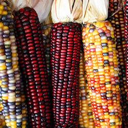 1931 -Barbara McClintok views crossing over in maize. While studying ...