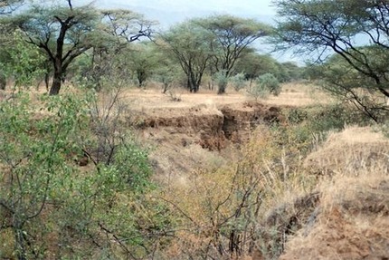 Vegetation in Kenya is very diverse.