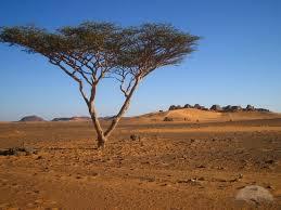 In Chapter 9, Salva has to cross the Akobo Desert. While crossing the ...